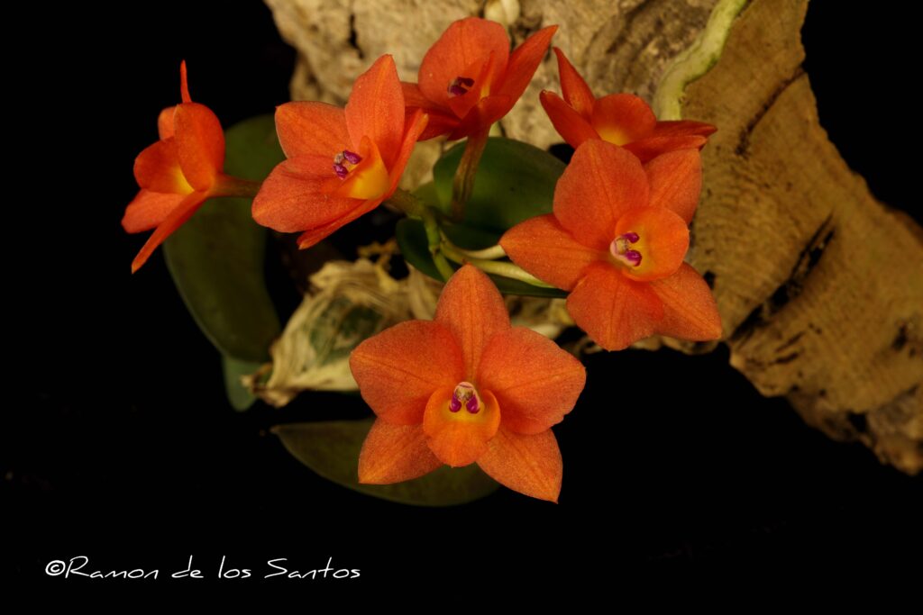 Cattleya cernua ‘Melencia’ – California Sierra Nevada Judging Center